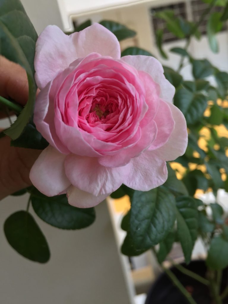 Vẻ đẹp đến từ xứ sở Nhật Bản Mon Couer Rose – Xinh Garden
